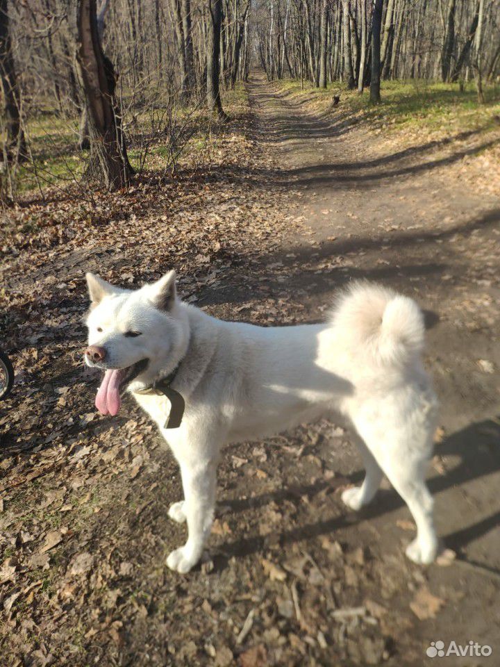 Вязка акита ину белый