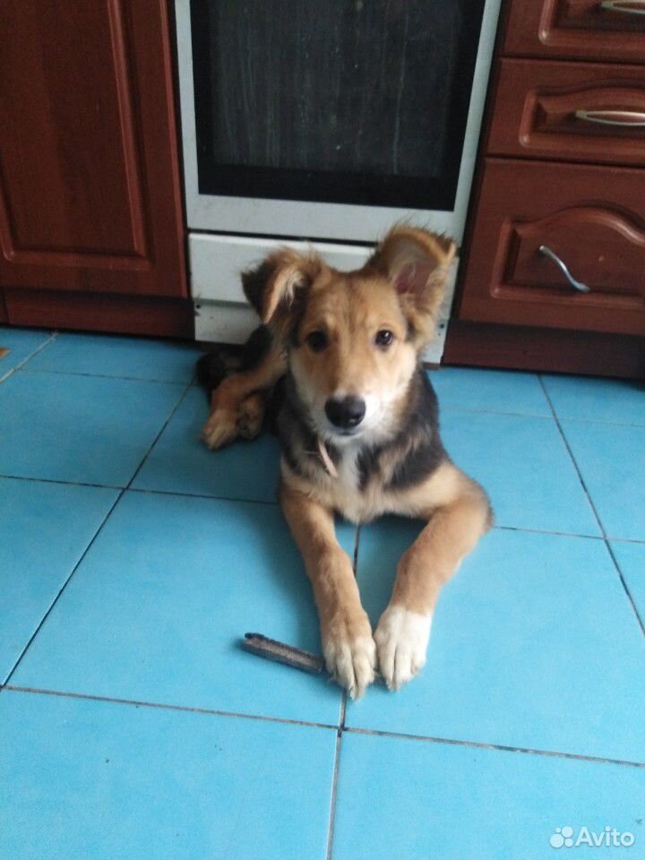 Щенок Лаки в возрасте 5 месяцев ищет свой дом. Мал