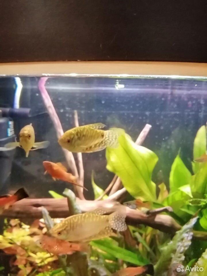 Гурами медовый (помесь с жемчужным)