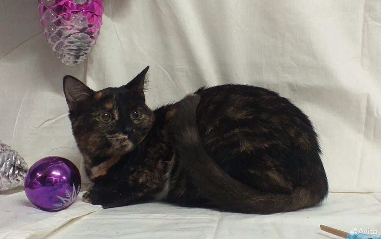 Кошечка в добрые руки. Василиса