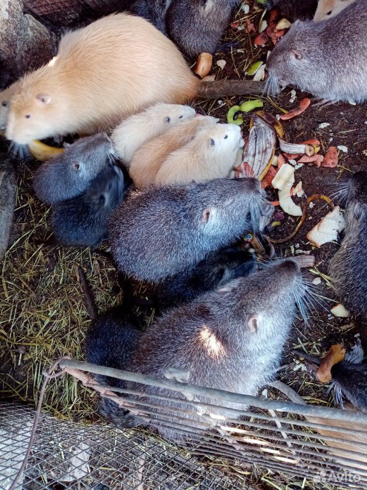 Молодняк нутрии на развод