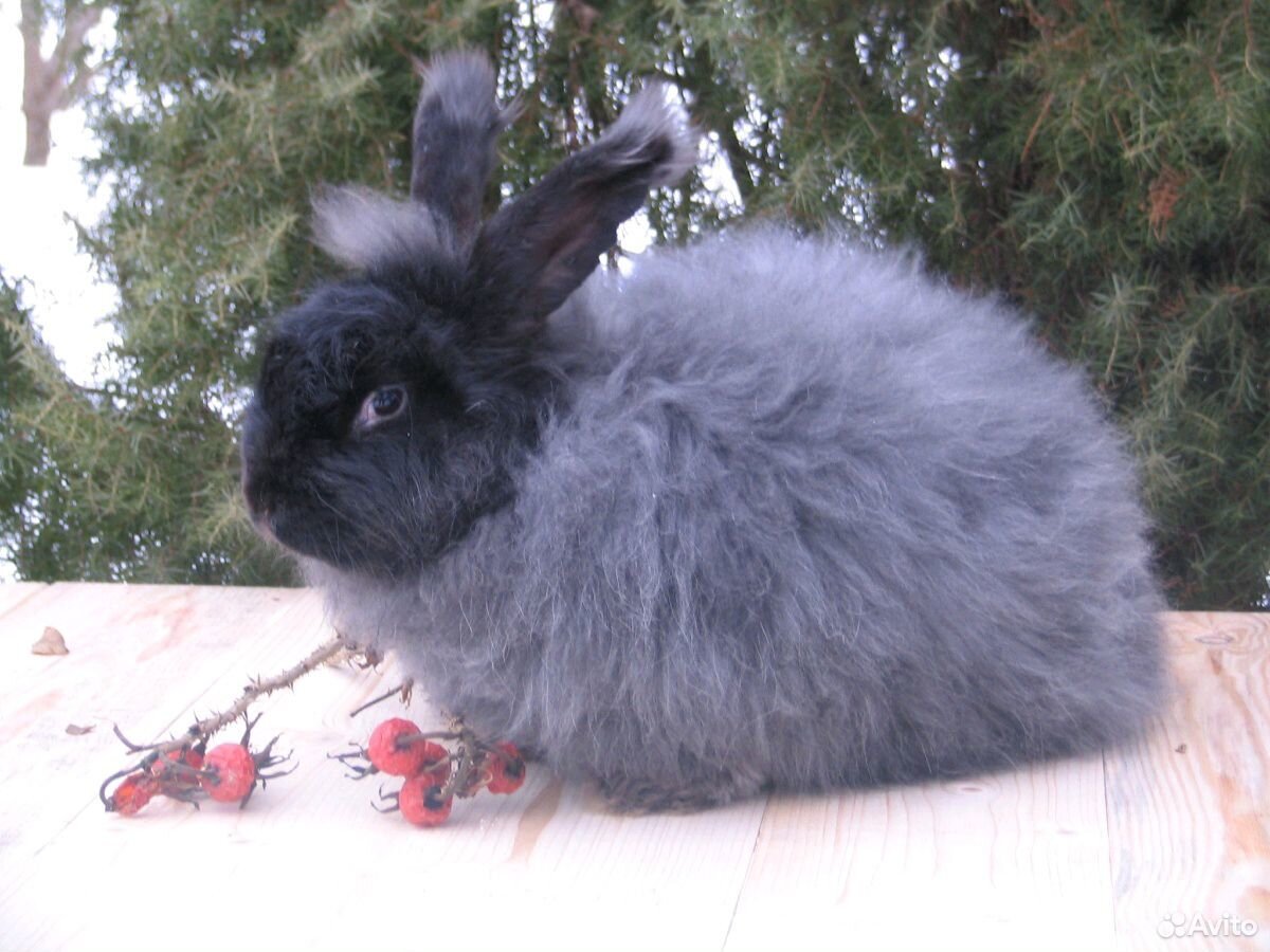 Кролики Немецкая ангора