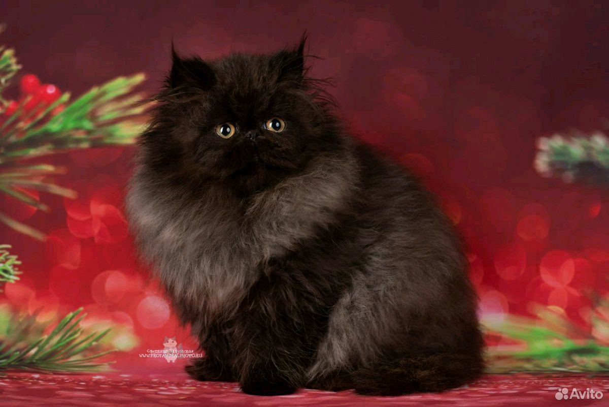 Персидская