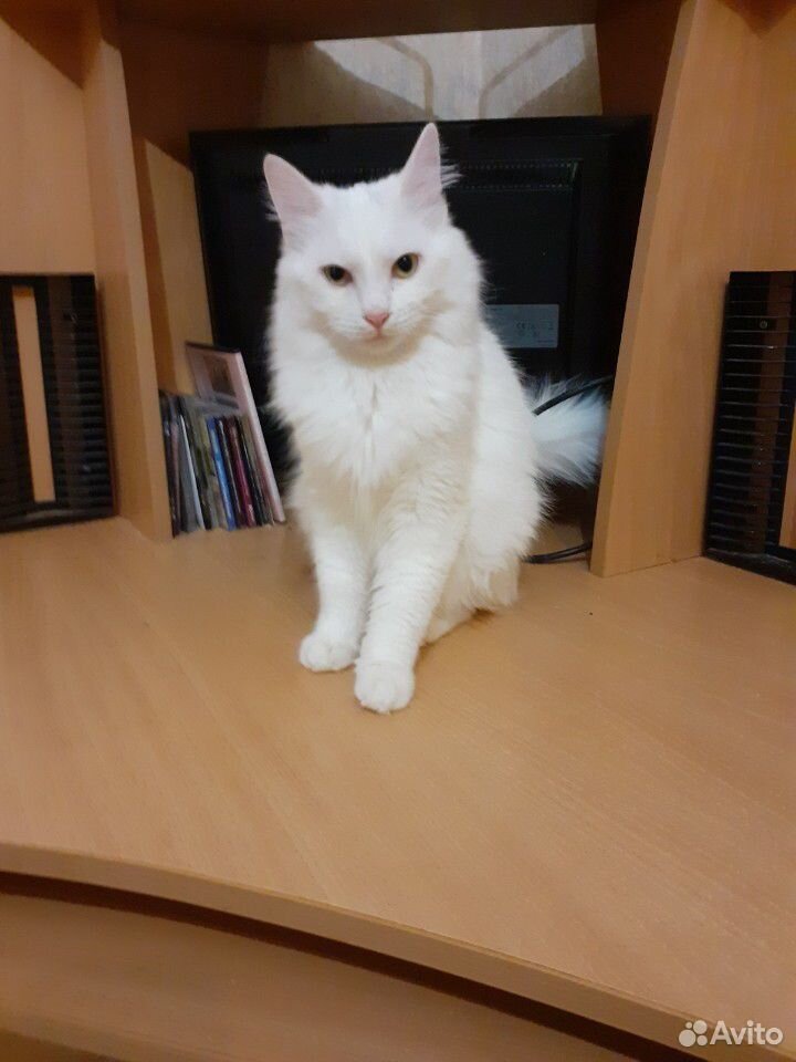 Белоснежный мальчишечка-в ответственную семью