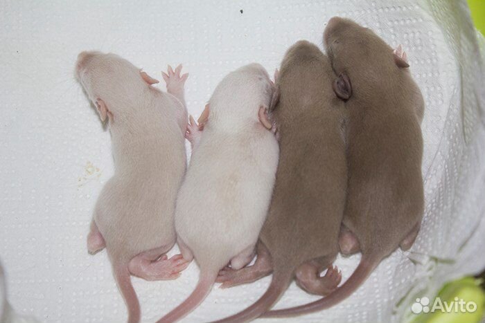 Сиамы дамбо и шоколадные крысята