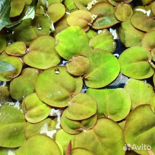 Филантус плавучий