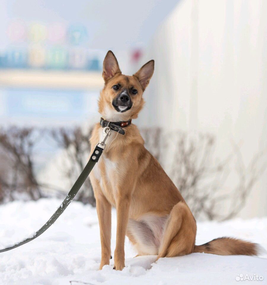 Отдам в хорошие руки