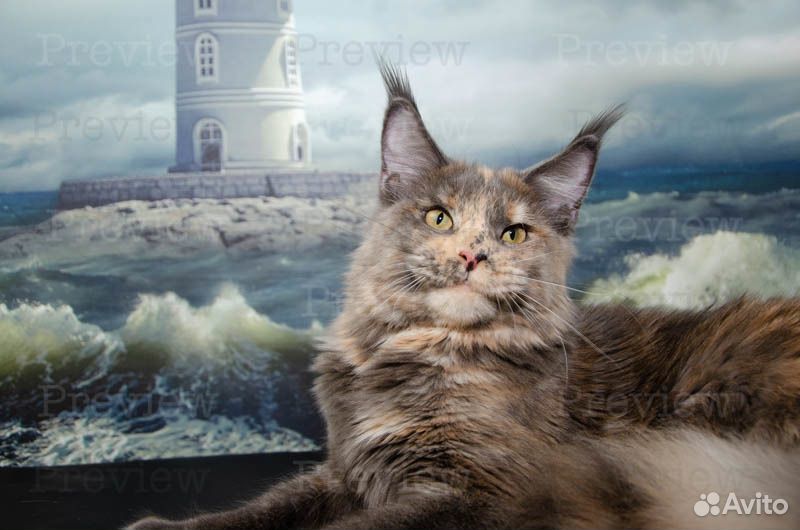 Роскошная крупная Фэнтэзи pearl praid