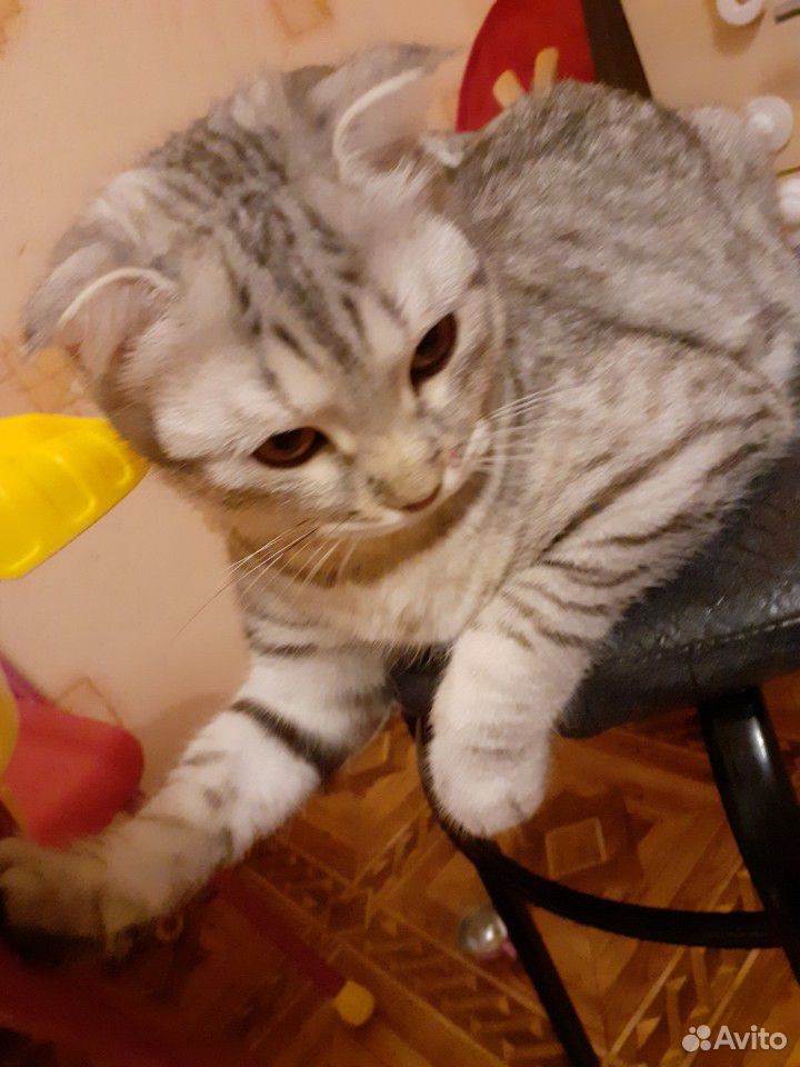 Кошка