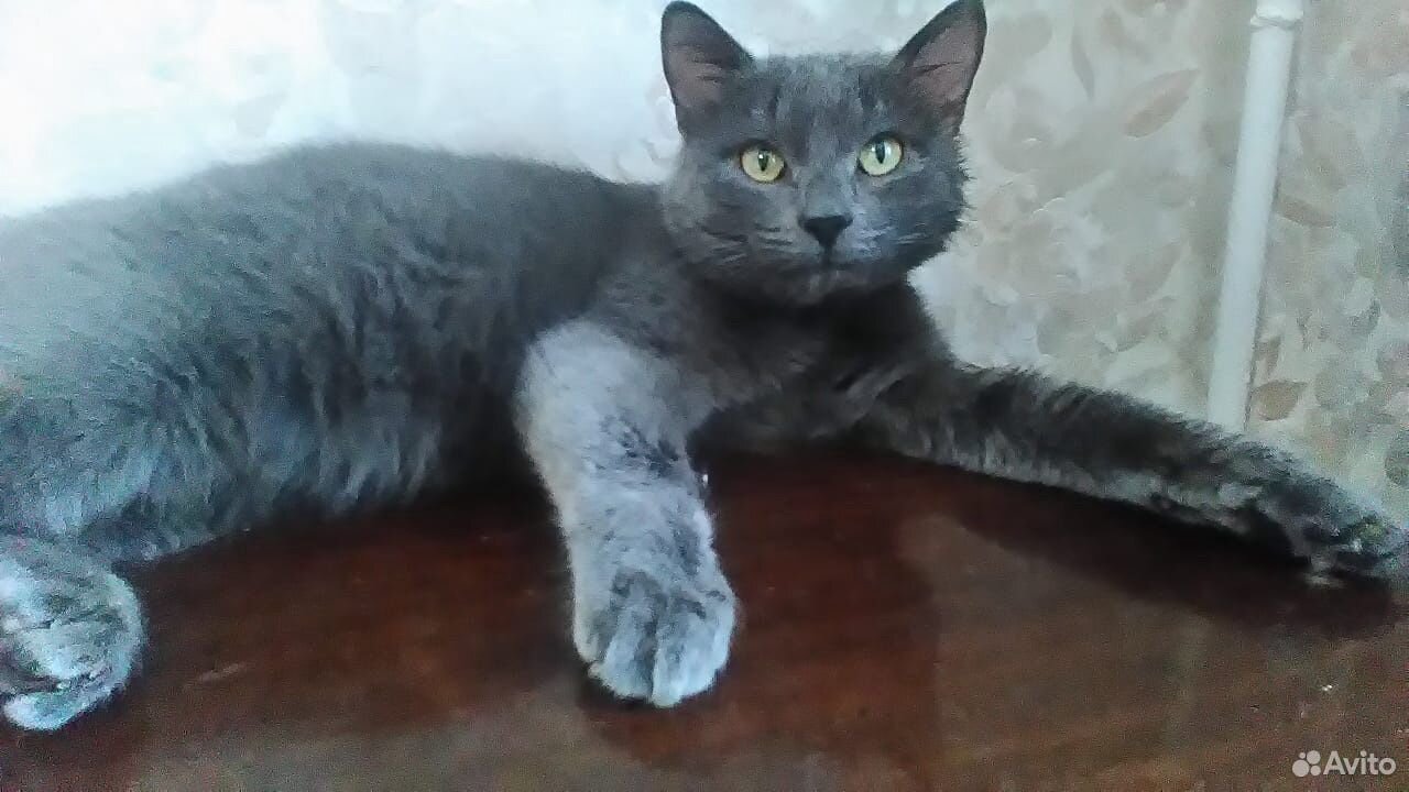 Кот в добрые руки