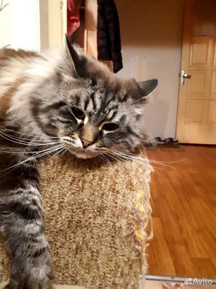 Кошка