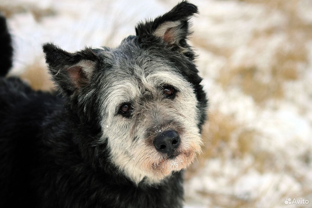 Шикарная Лиза. Метис миттельшнауцера в дар