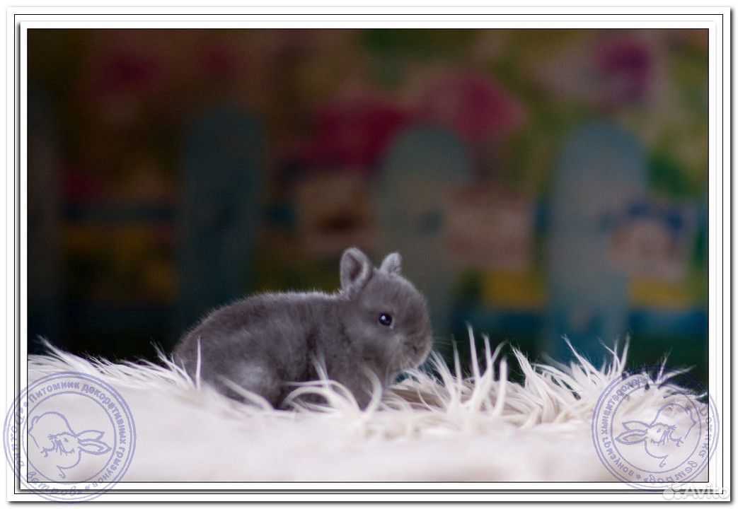 Миниатюрные крольчата Миноры голубого окраса