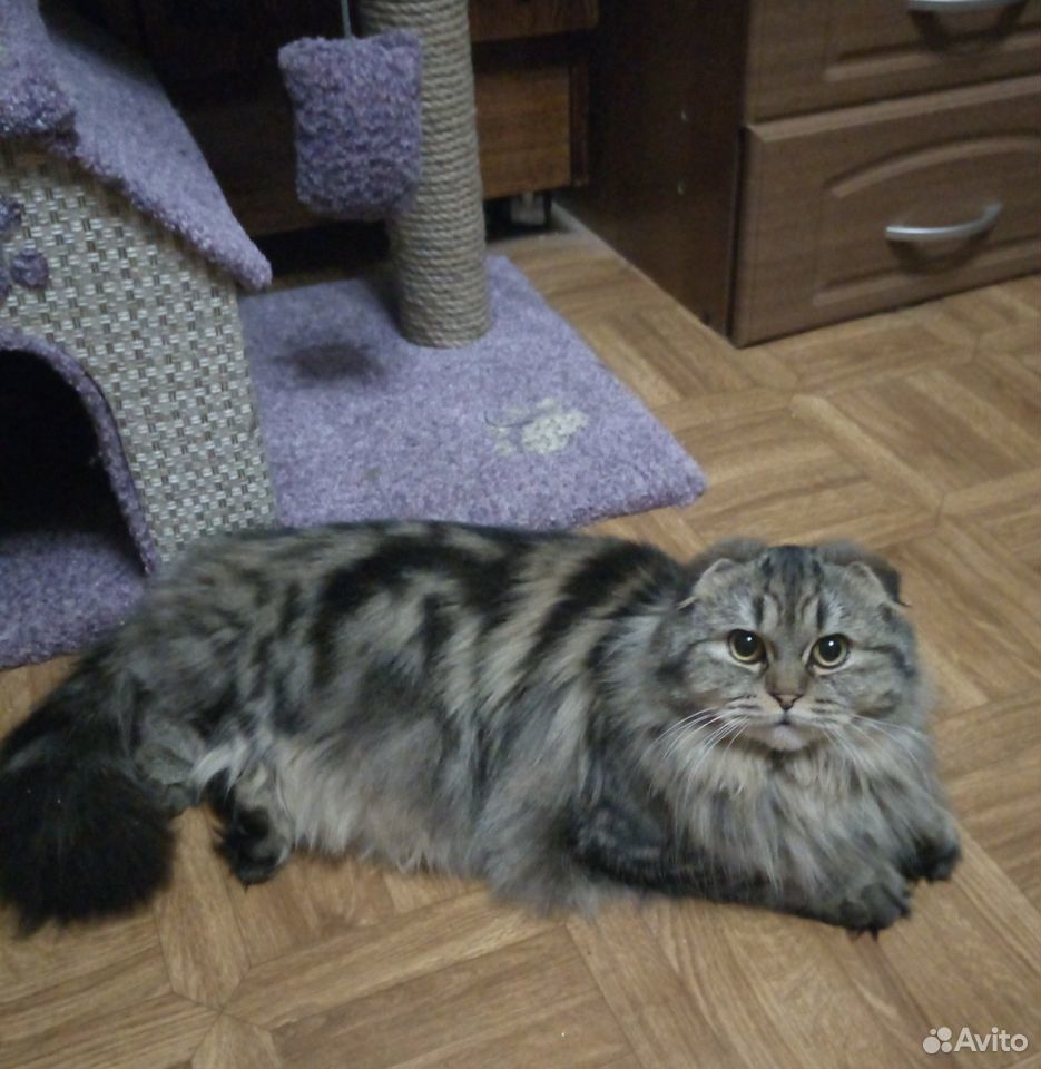Вязка кошечка Хайленд Фолд