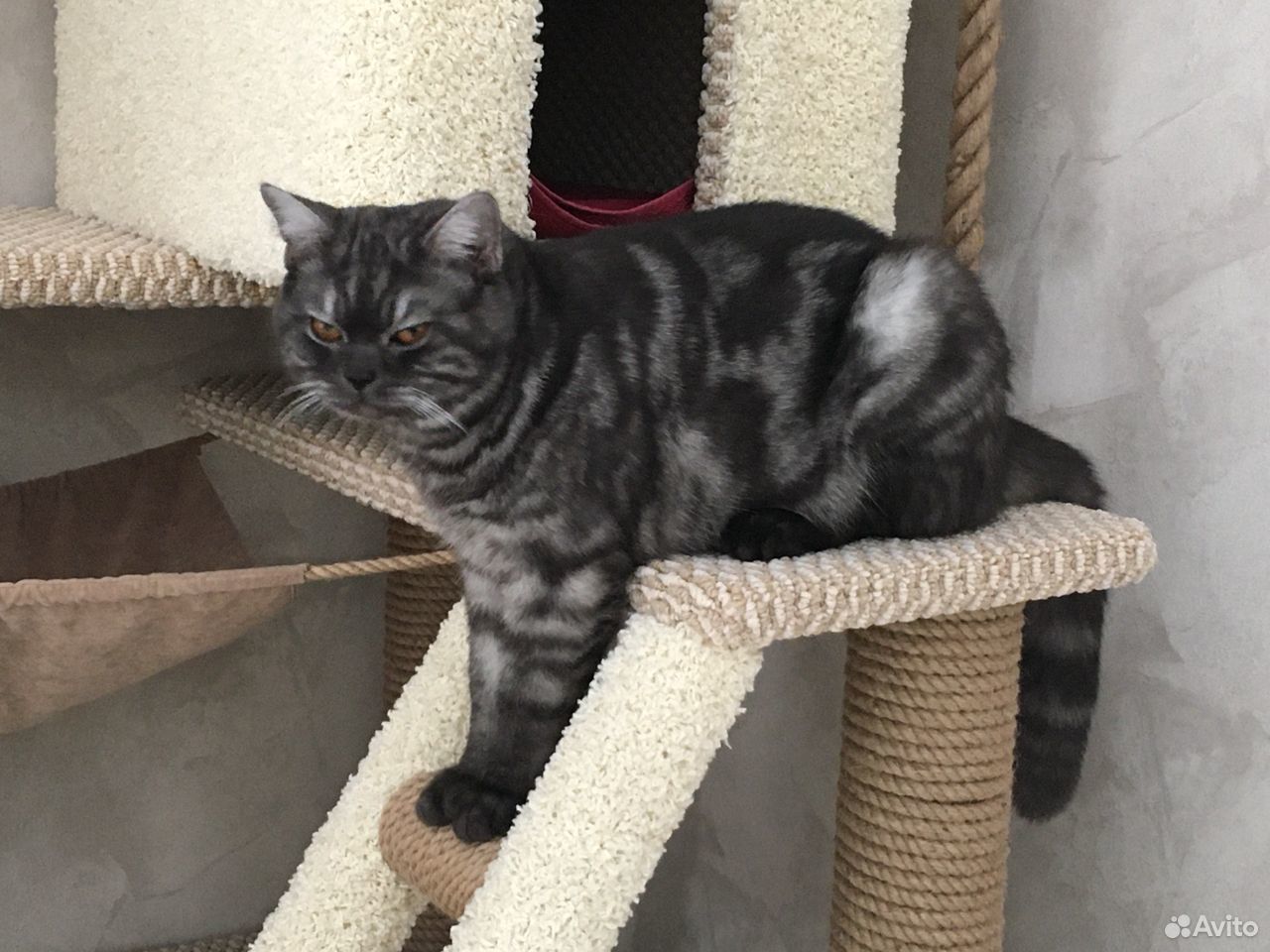 Кот для вязки