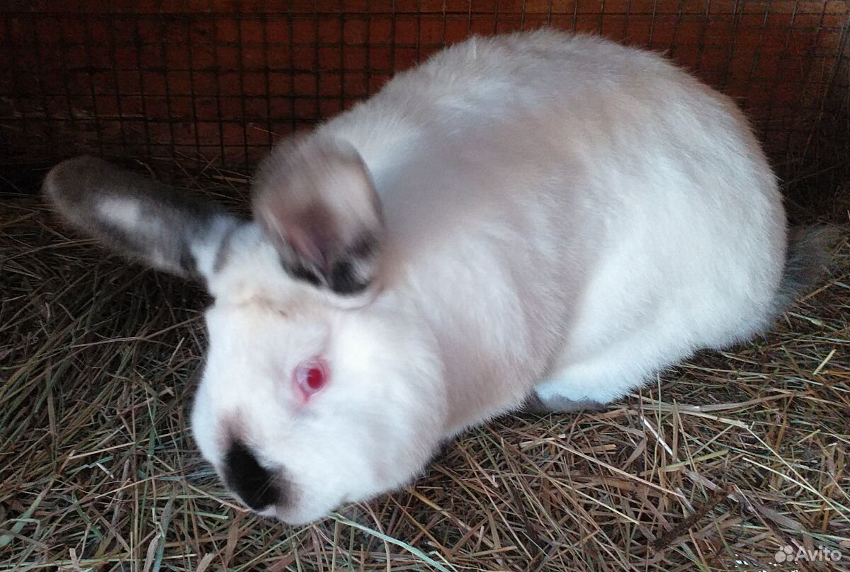 Рабочий самец калифорния