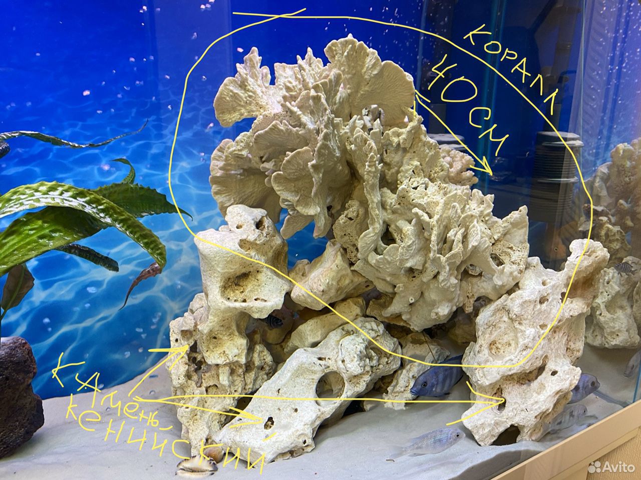 Коралл натуральный