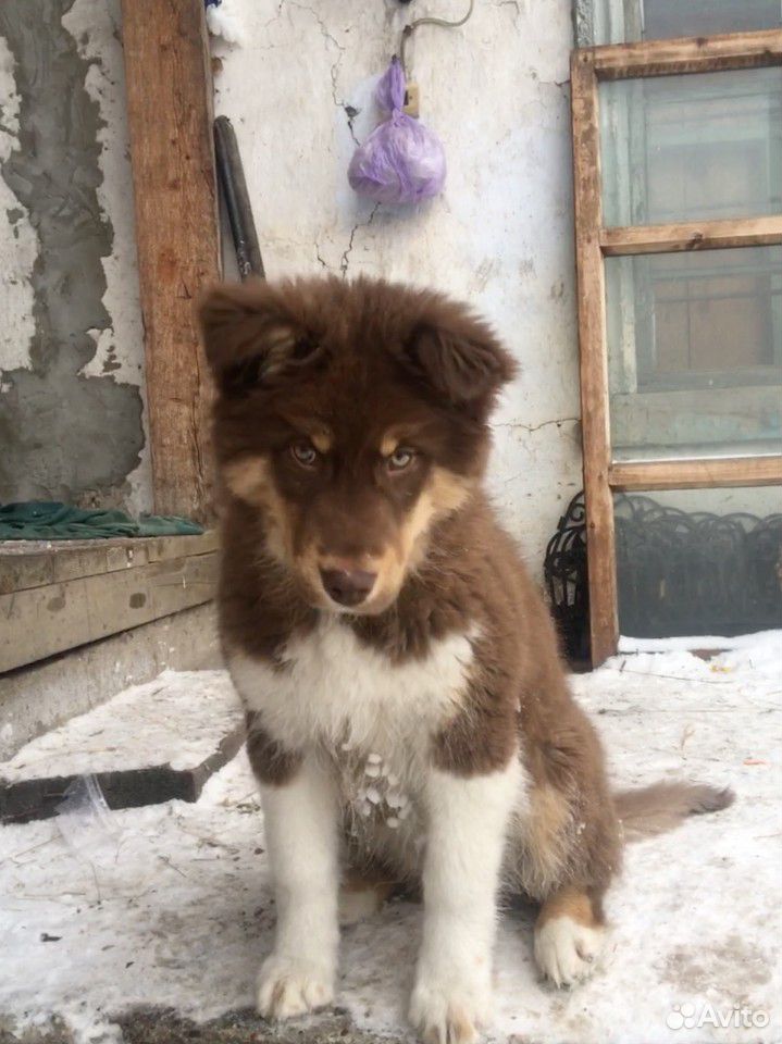 Собачка Фортуна в хорошие руки