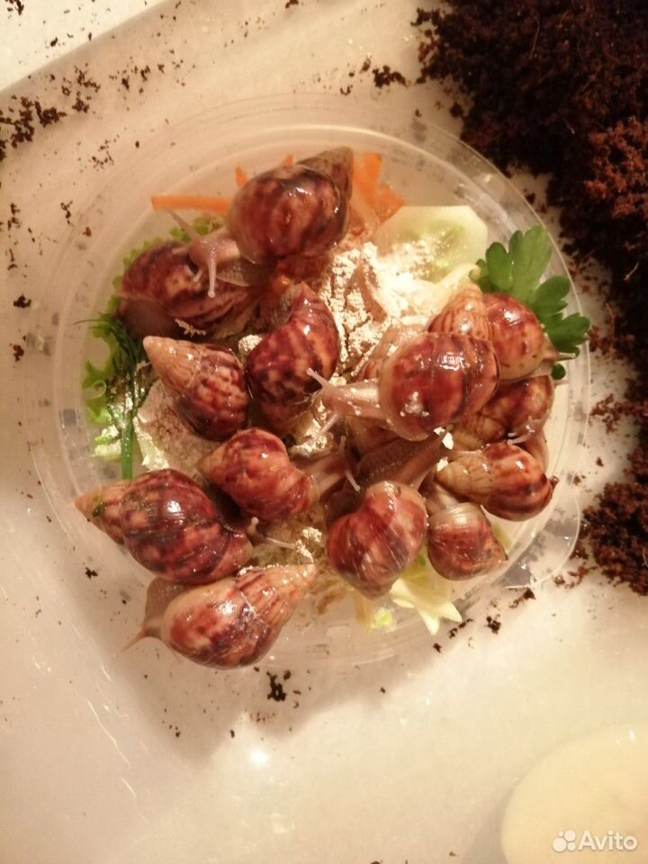 Улитки ахатины