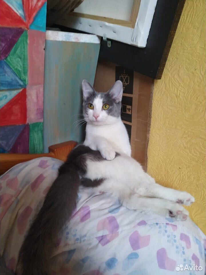 Кошка Лечебная