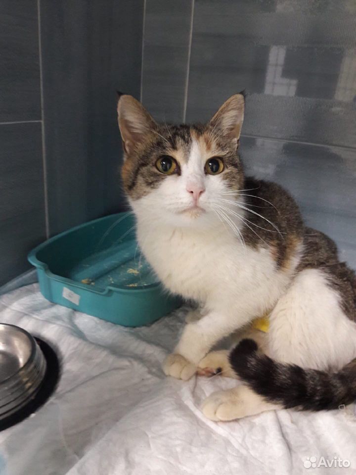 Ласковая Кошечка Ждет Помощи дар в добрые руки