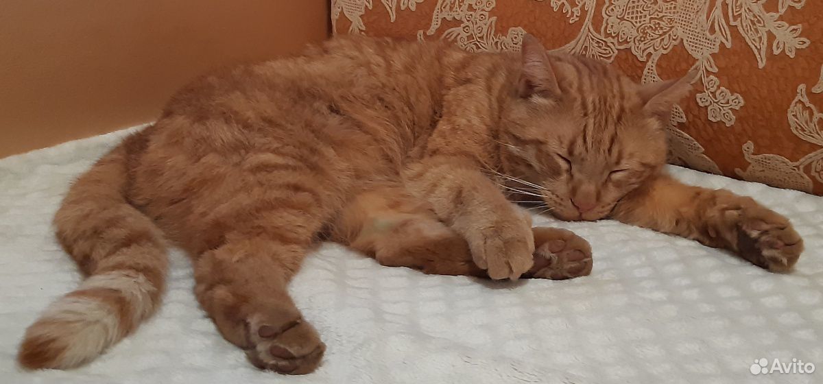 Найдет кот Фрунзенский район м. Купчино/Дунайская