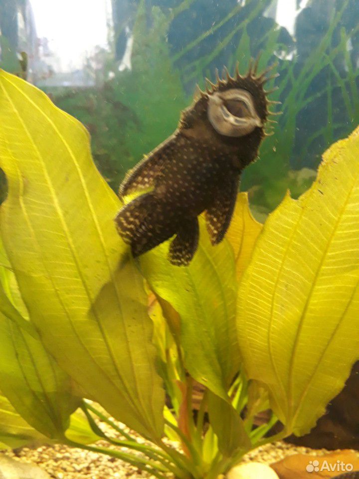 Аквариумные рыбки