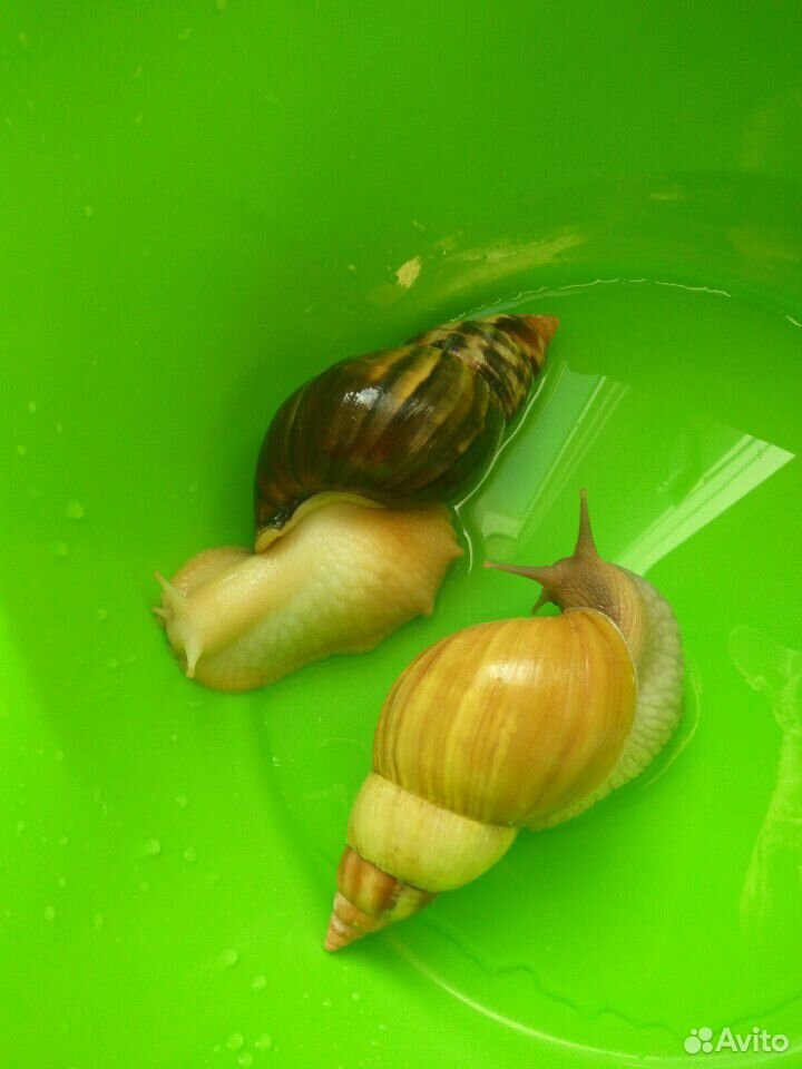 Улитки гигантские