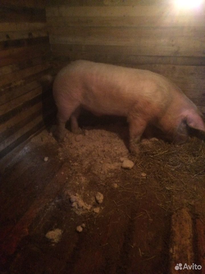 Продам борова осеменителя.порода лондрас