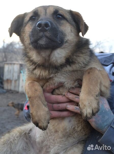 Песик подросток