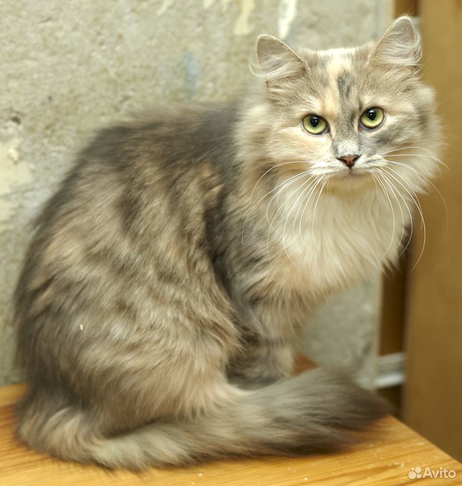 Миникошечка 1 год