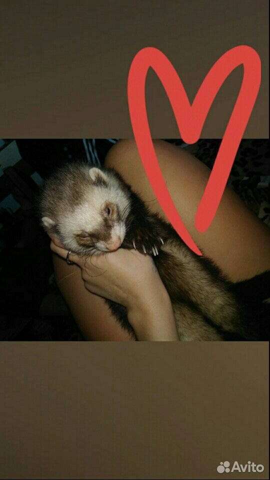 Хорек вязка