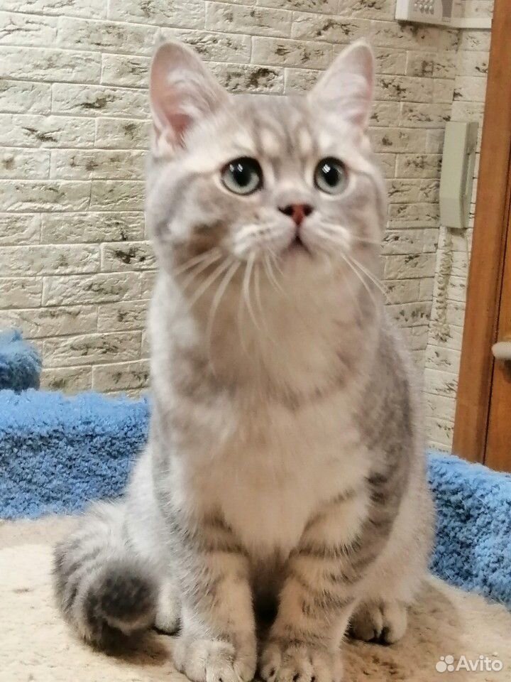 Кот голубое золото