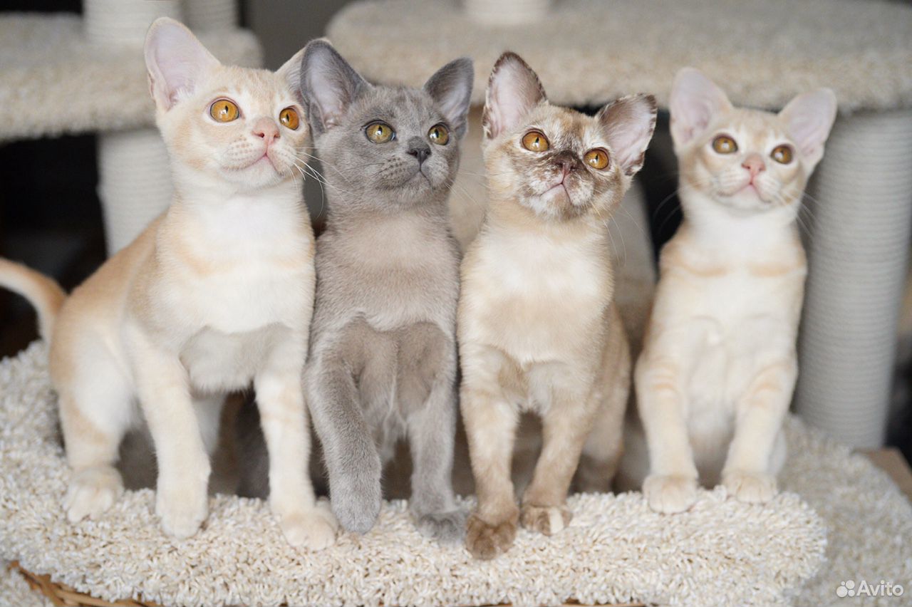 Бурманские котята