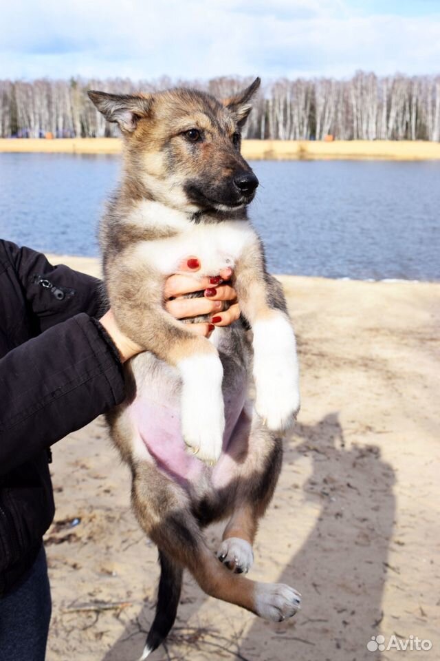 Щенок мальчик Юки 3 мес ищет дом