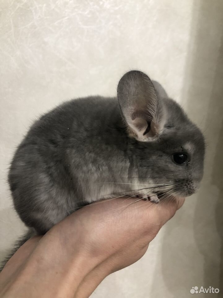 Шиншиллы