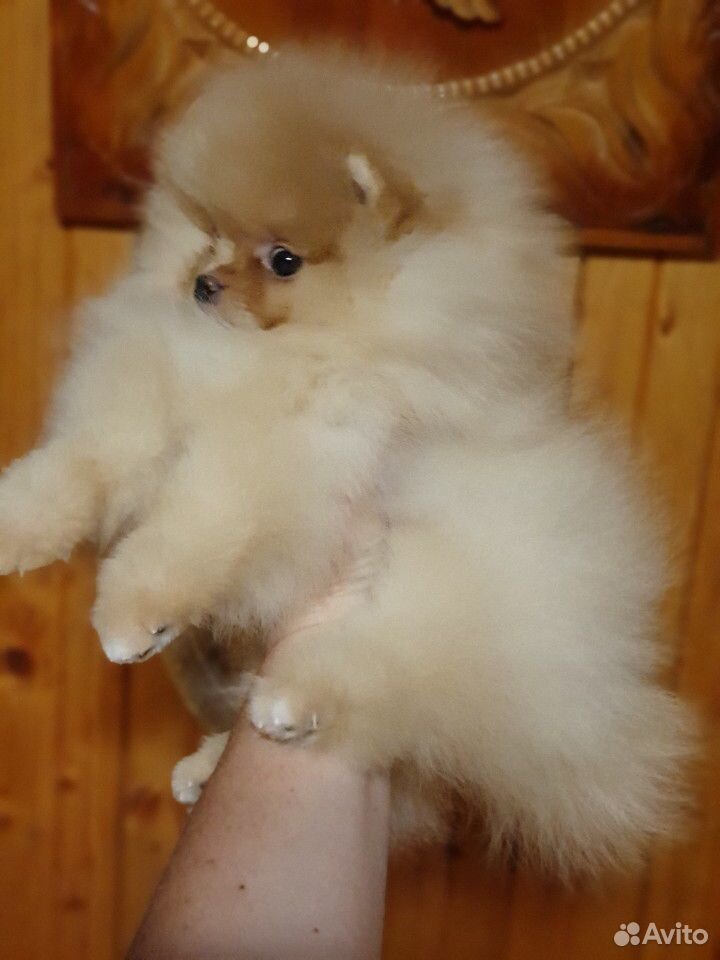Шпиц девочка крошечка