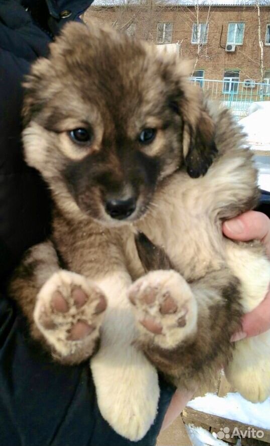 Пушистые щенки