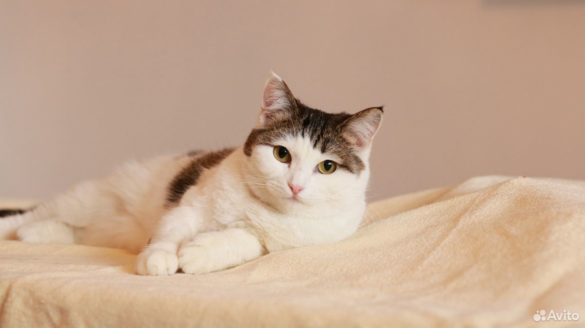 Сахарная ватрушка