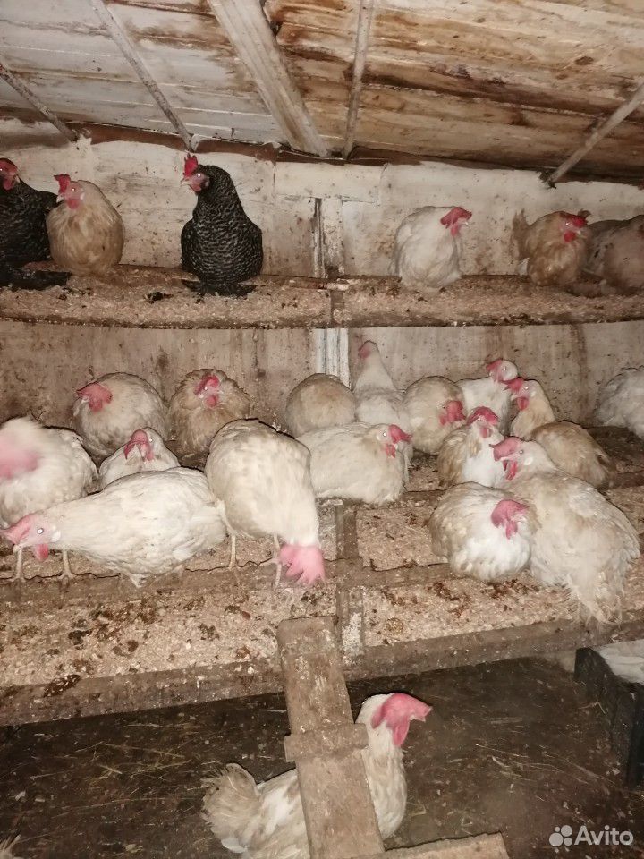 Куры несушки годовалые