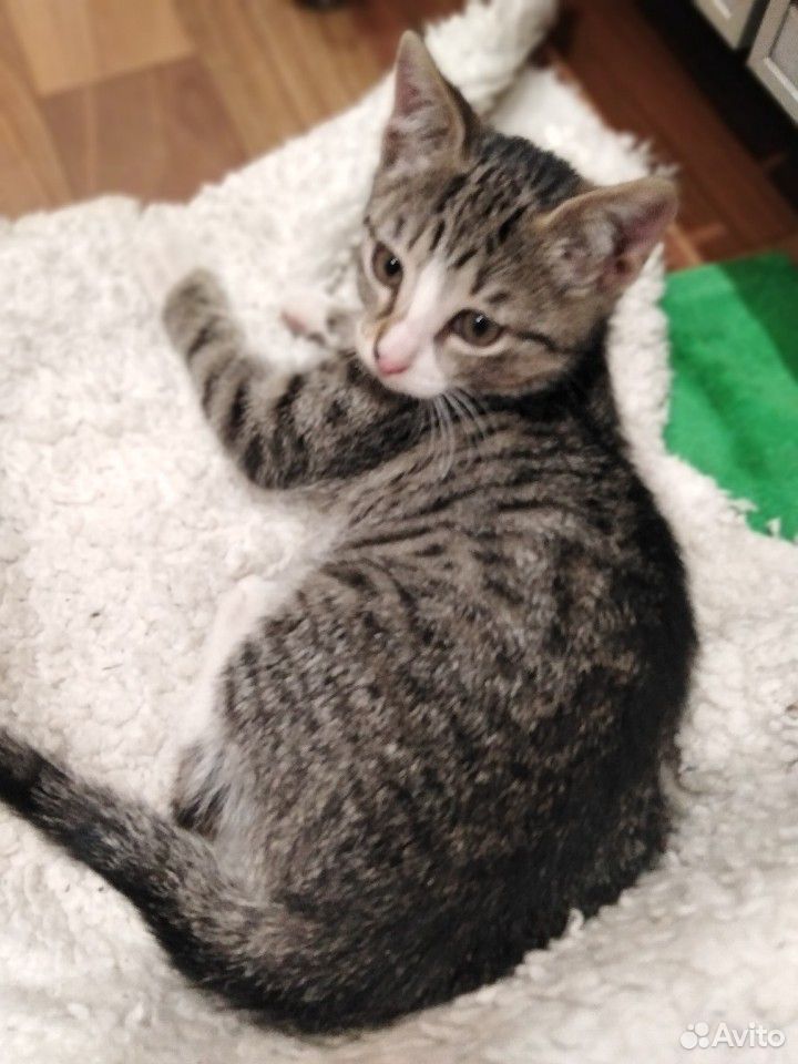 Замурчательный Жоржик ждет маму