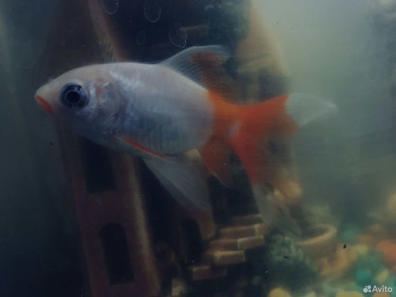 Рыбка и ее друзья ищут новый дом