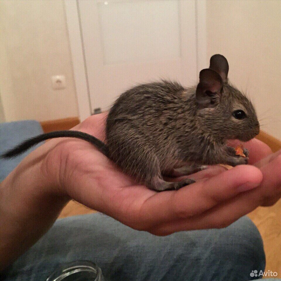 Дегу