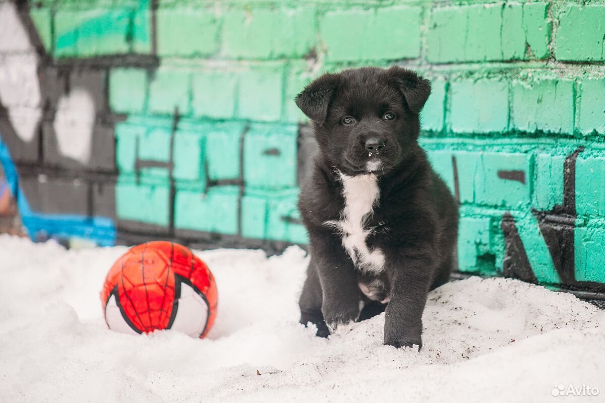 Собака Помесь Стаффа