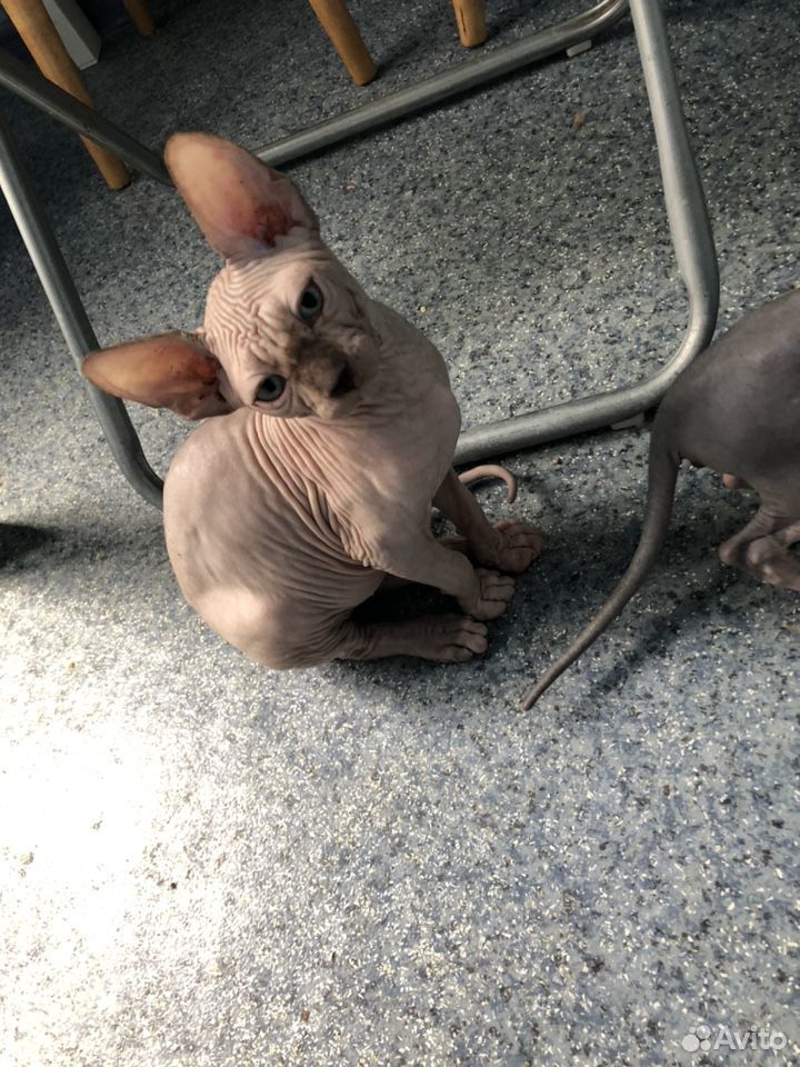 Котята канадского сфинкса