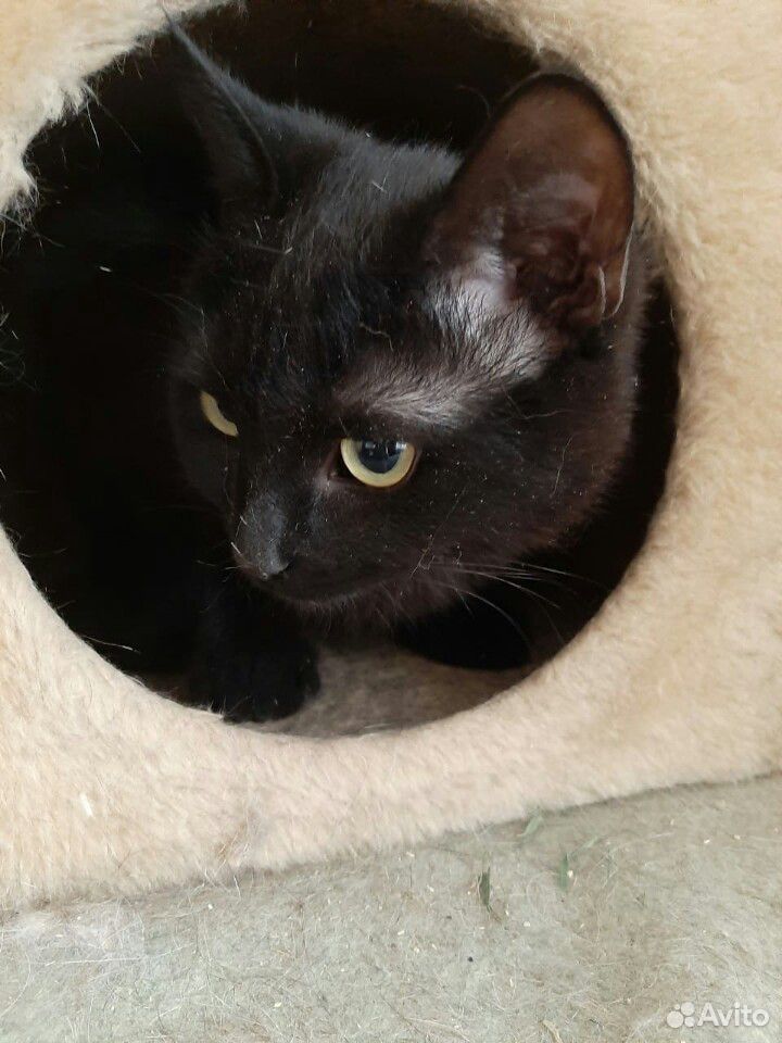 Жгучий брюнет