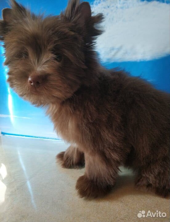 Шоко девочка без подпала