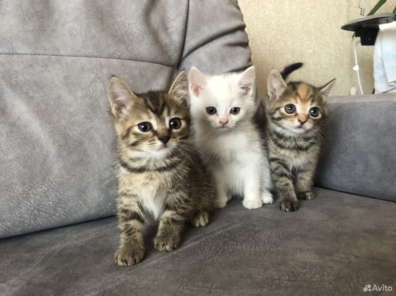 Отдадим в хорошие руки котят (осталась 1 беленькая