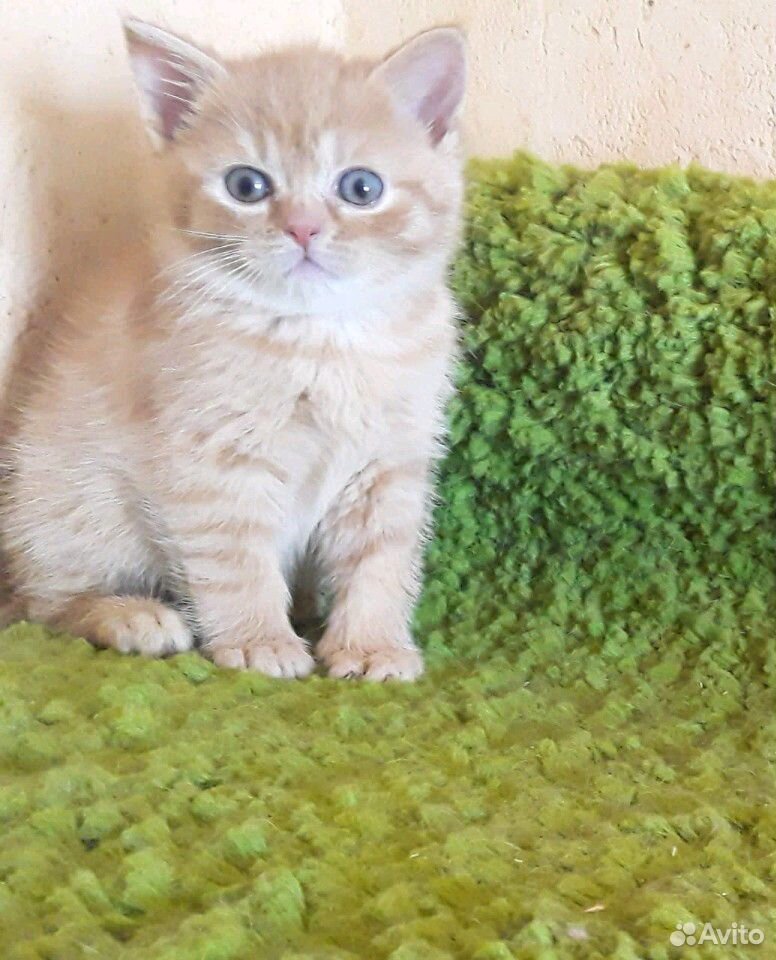 Британец красный 60 дней