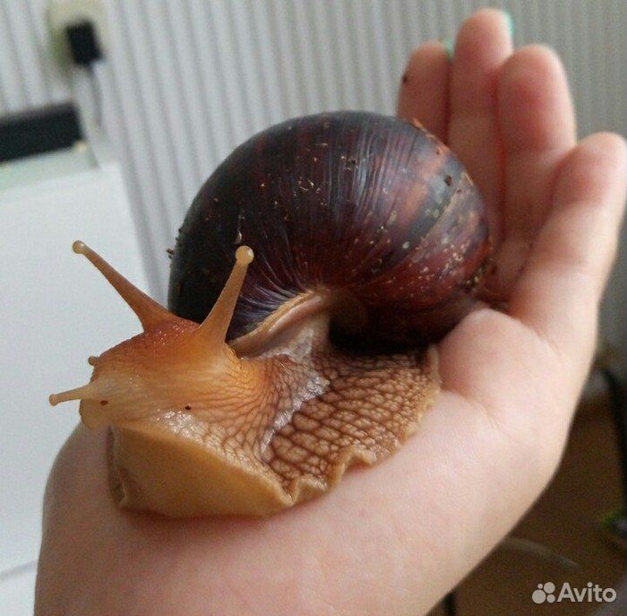 Взрослые улитки ахатины